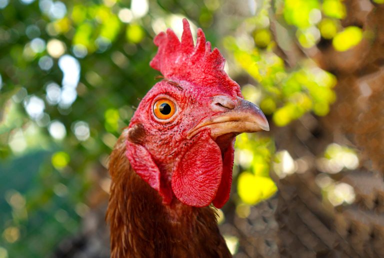 A Look at Chicken Eyes - Backyard Poultry